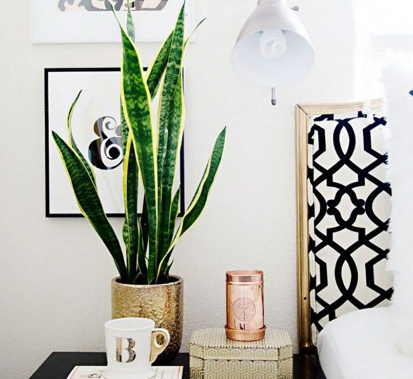 Top 5 Stylish Indoor Plants – Makeful