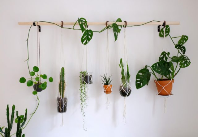 10 DIY Plant Crafts to Spruce Up Your Space – Makeful